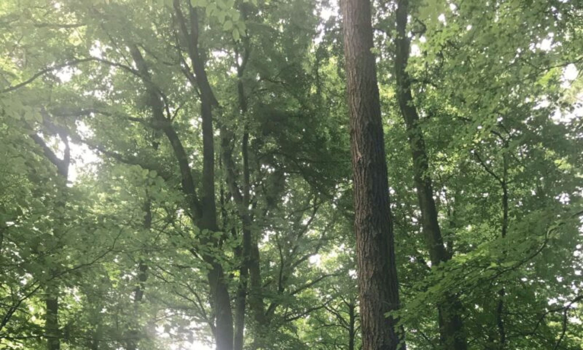 NOUS ÉTIONS LA FORET | Le Préau